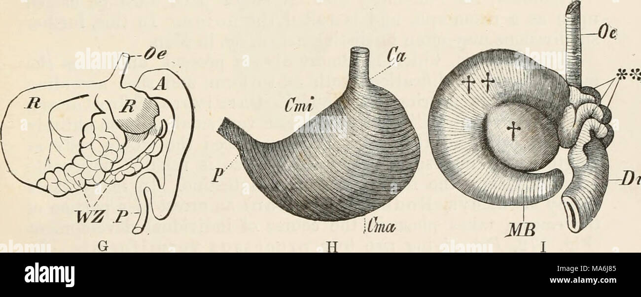 . Elements of the comparative anatomy of vertebrates Stock Photo - Alamy