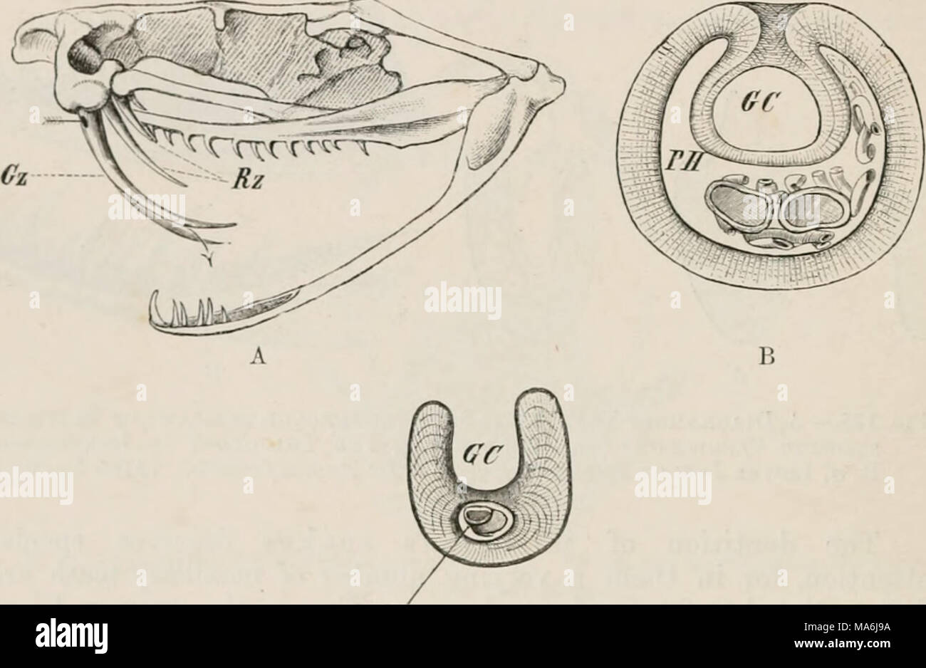 Elements Of The Comparative Anatomy Of Vertebrates Stock Photo Alamy Elements Of The Comparative Anatomy Of Vertebrates Stock Photo Alamy
