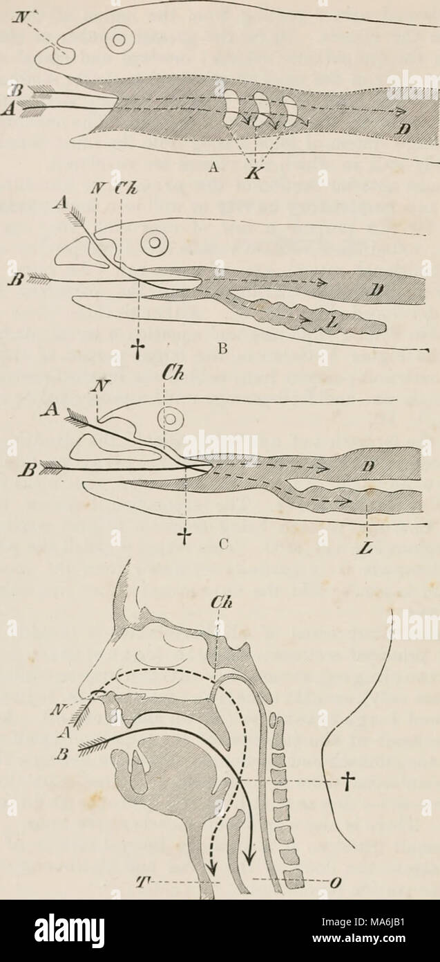 . Elements of the comparative anatomy of vertebrates Stock Photo - Alamy