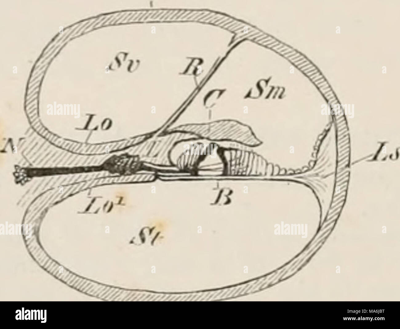 . Elements of the comparative anatomy of vertebrates Stock Photo - Alamy