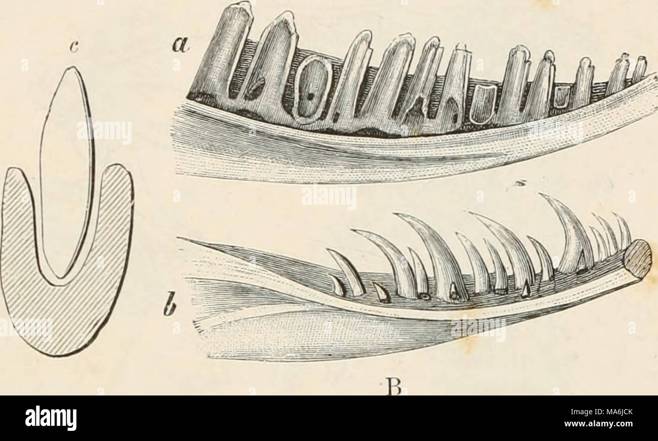 . Elements of the comparative anatomy of vertebrates Stock Photo - Alamy