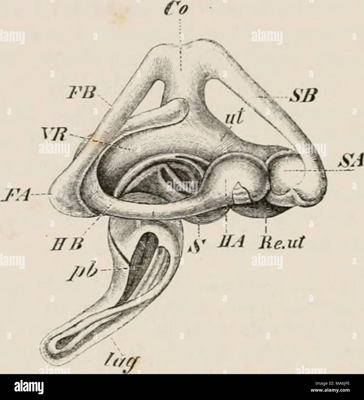 . Elements of the comparative anatomy of vertebrates Stock Photo - Alamy