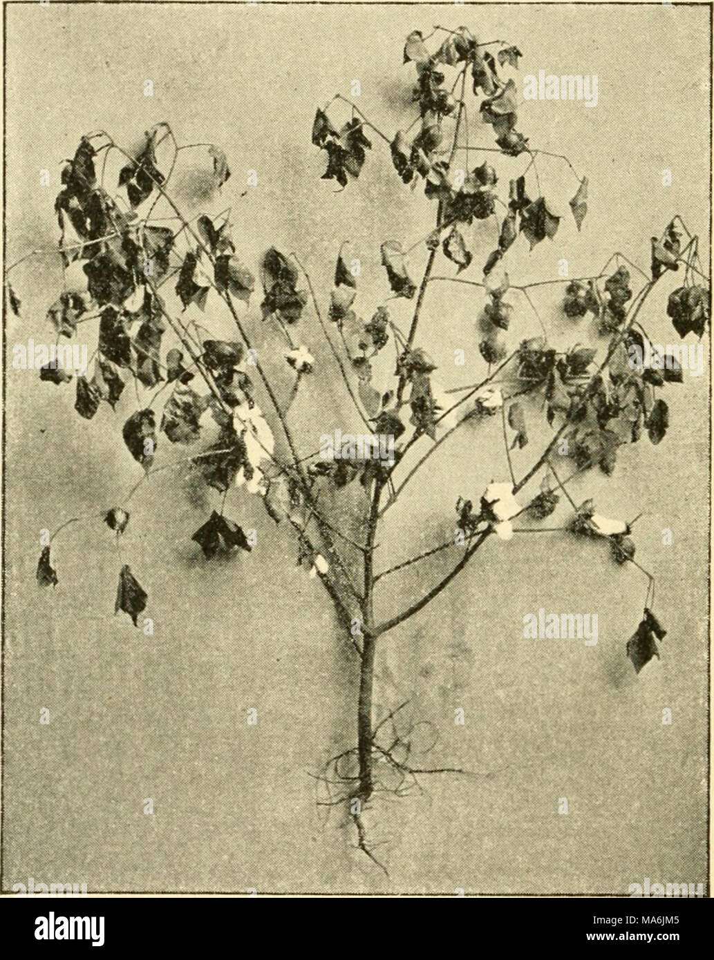 . Elements of agriculture Stock Photo - Alamy