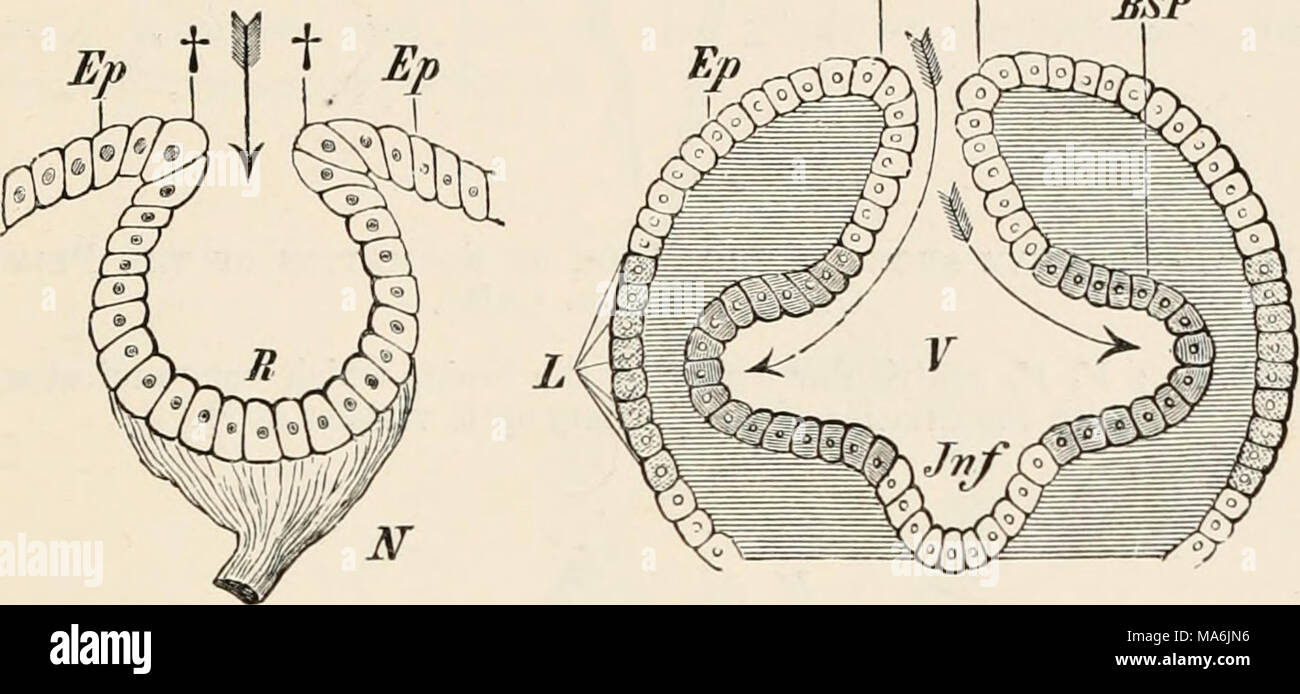 . Elements of the comparative anatomy of vertebrates Stock Photo - Alamy
