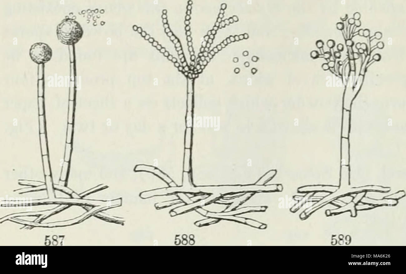 . The elements of botany for beginners and for schools Stock Photo - Alamy
