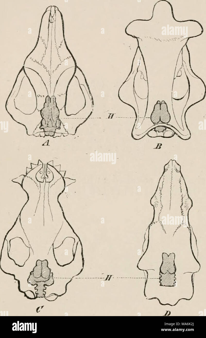. Elements of the comparative anatomy of vertebrates Stock Photo - Alamy