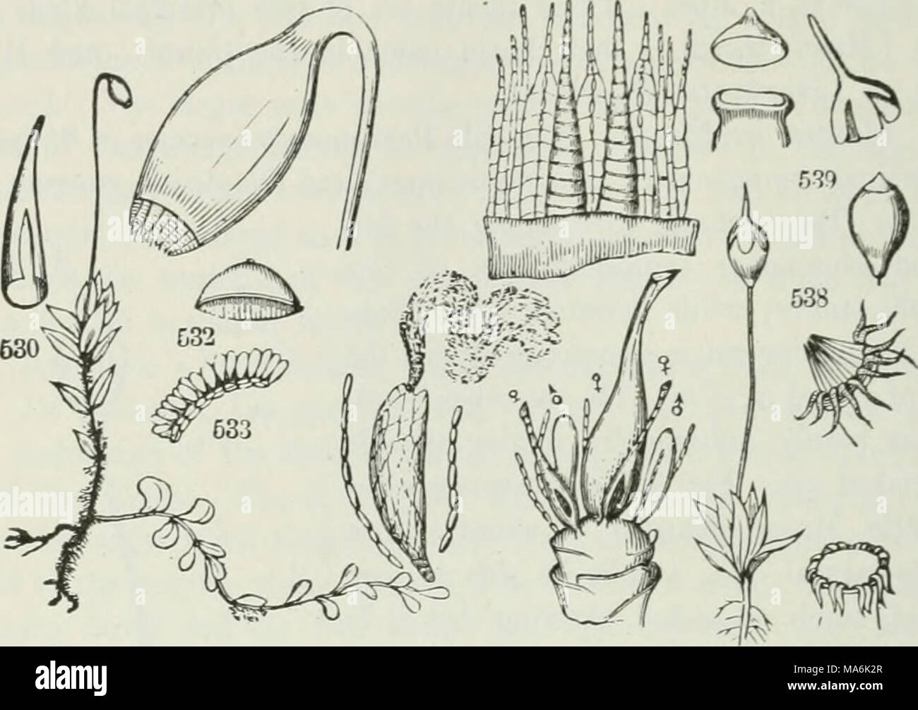 . The elements of botany for beginners and for schools Stock Photo - Alamy