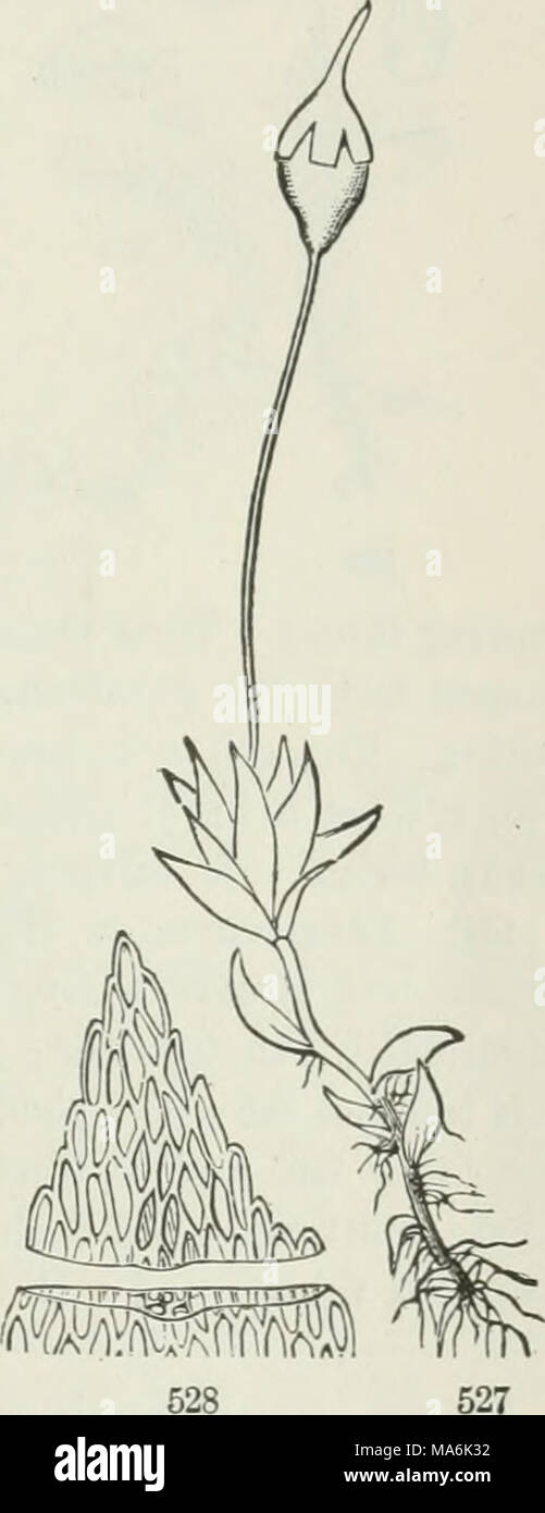 . The elements of botany for beginners and for schools Stock Photo - Alamy