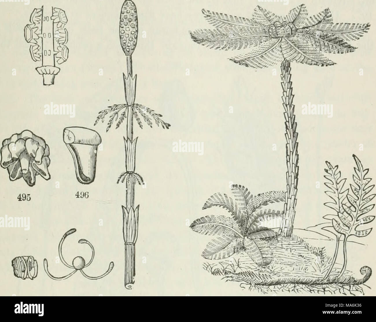 . The elements of botany for beginners and for schools Stock Photo - Alamy