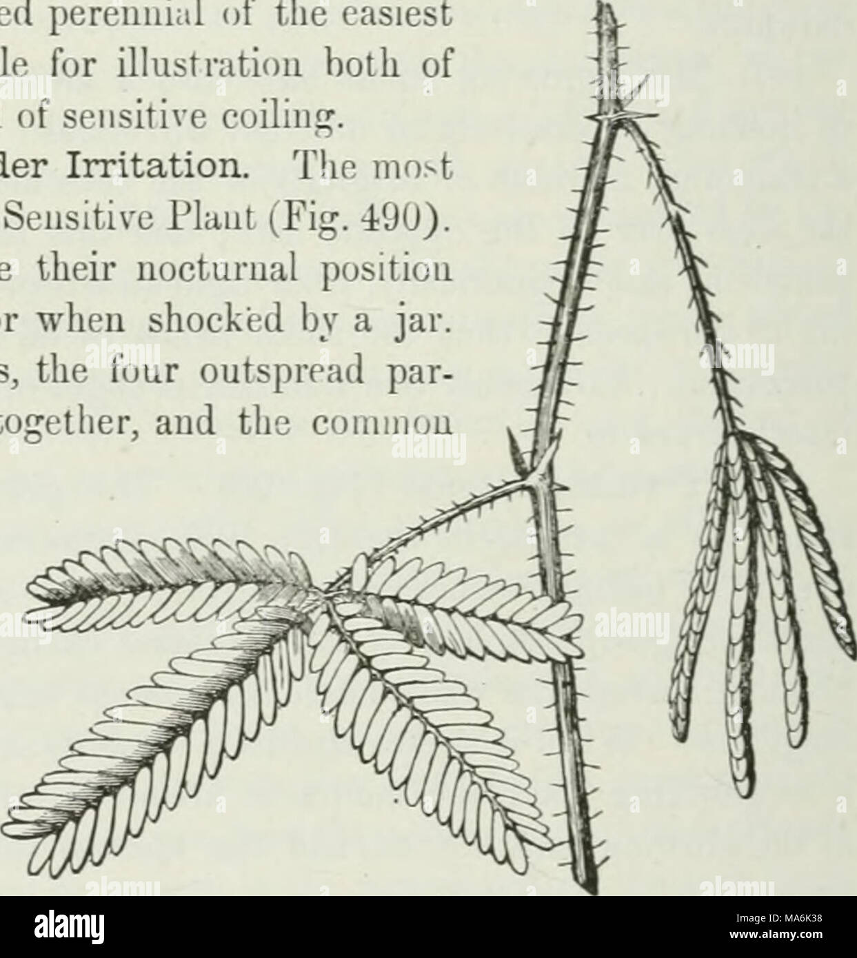 . The elements of botany for beginners and for schools Stock Photo - Alamy