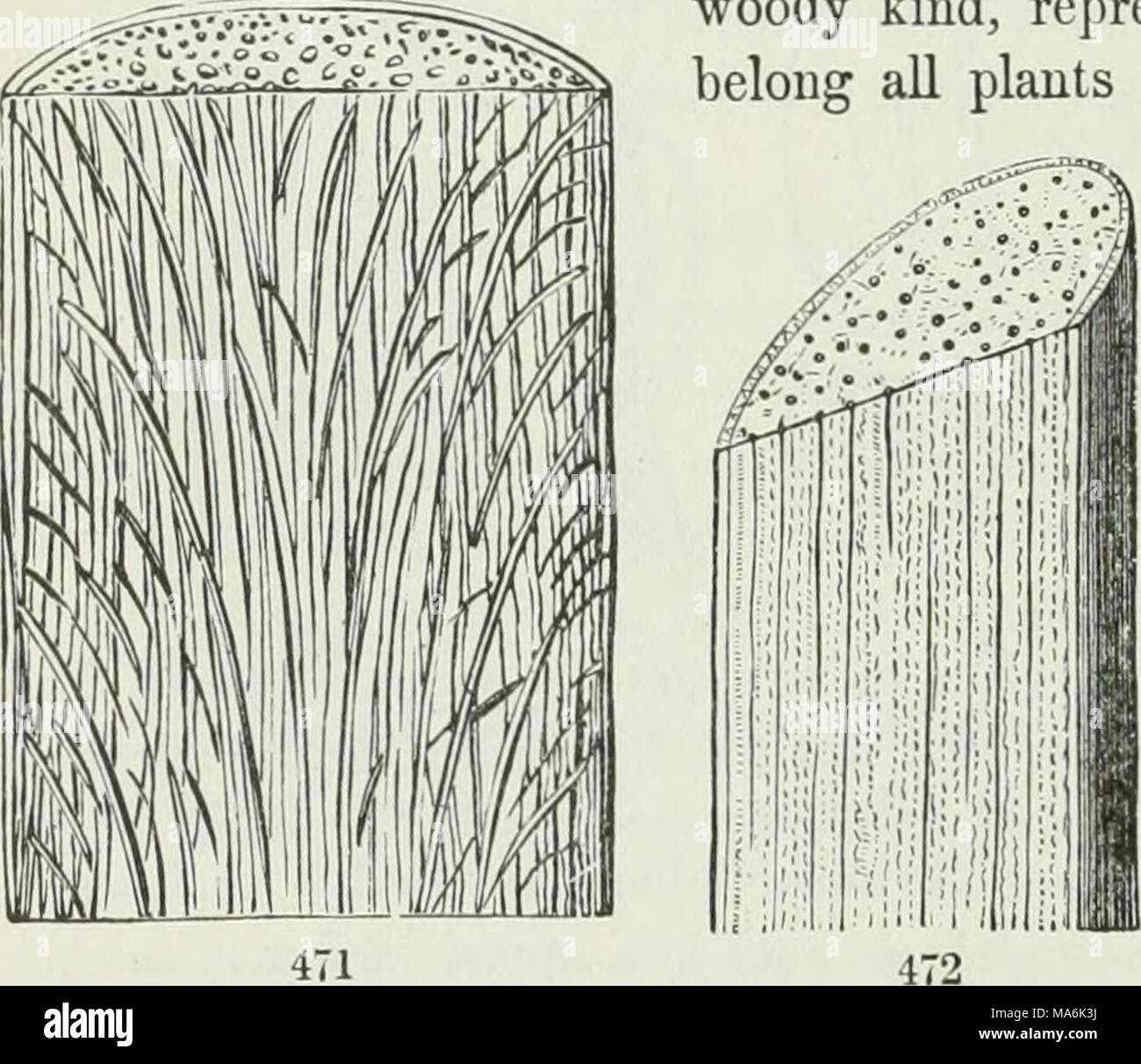 . The elements of botany for beginners and for schools Stock Photo - Alamy