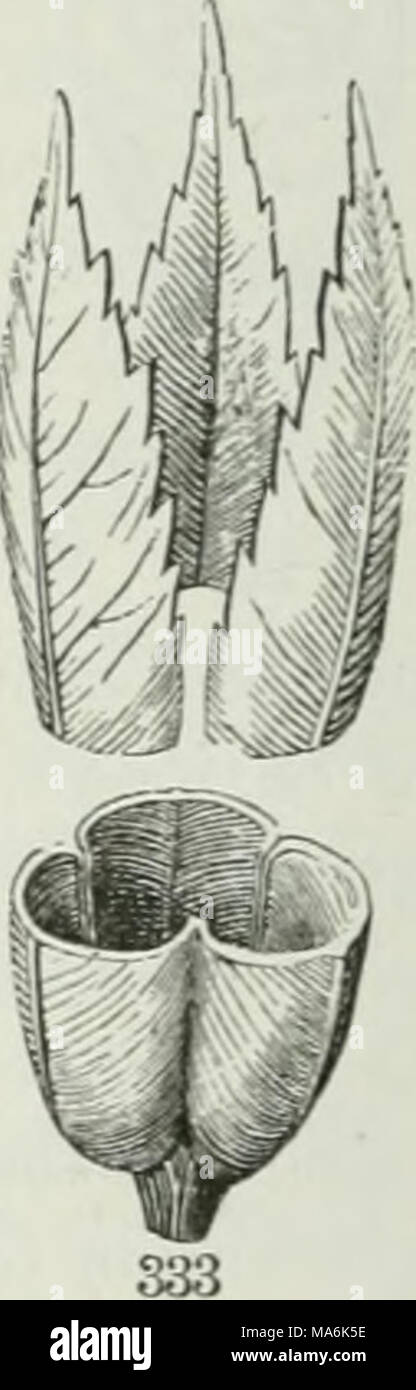 . The elements of botany for beginners and for schools Stock Photo - Alamy