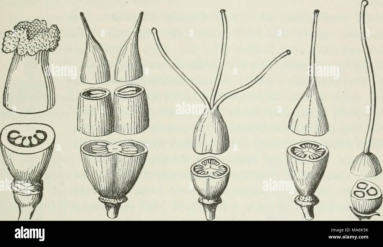 . The elements of botany for beginners and for schools Stock Photo - Alamy