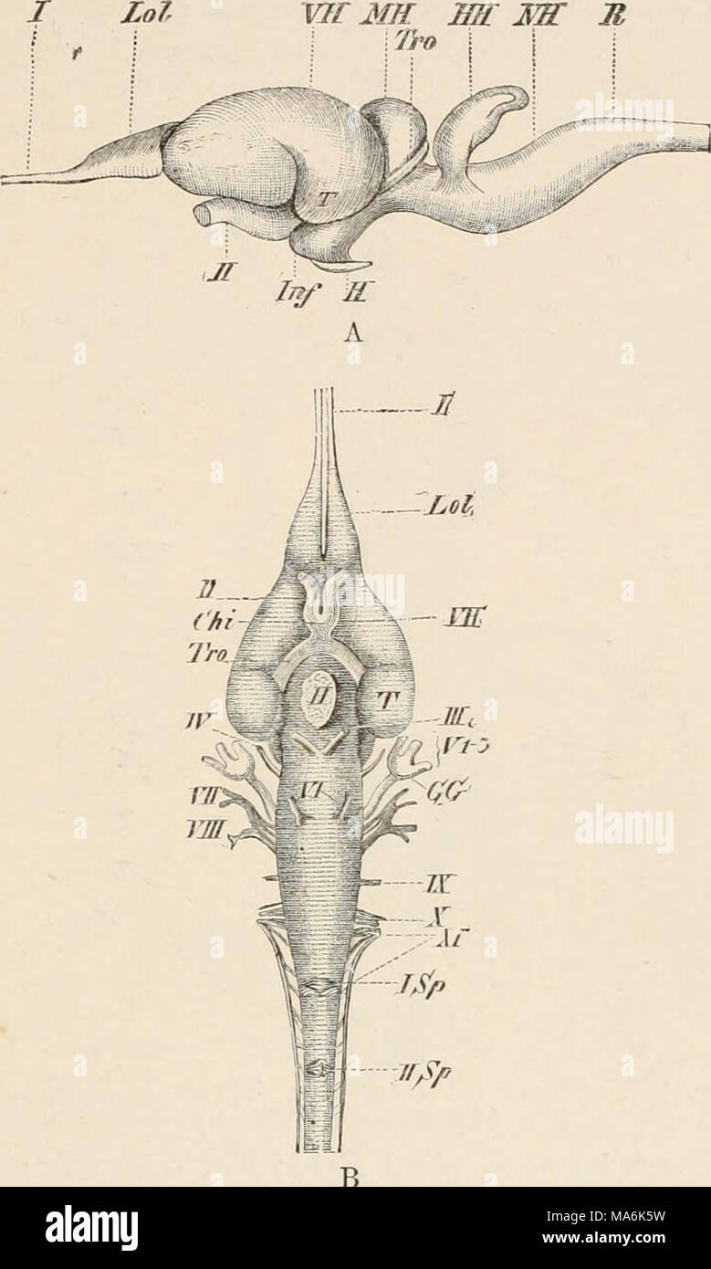 . Elements of the comparative anatomy of vertebrates Stock Photo - Alamy
