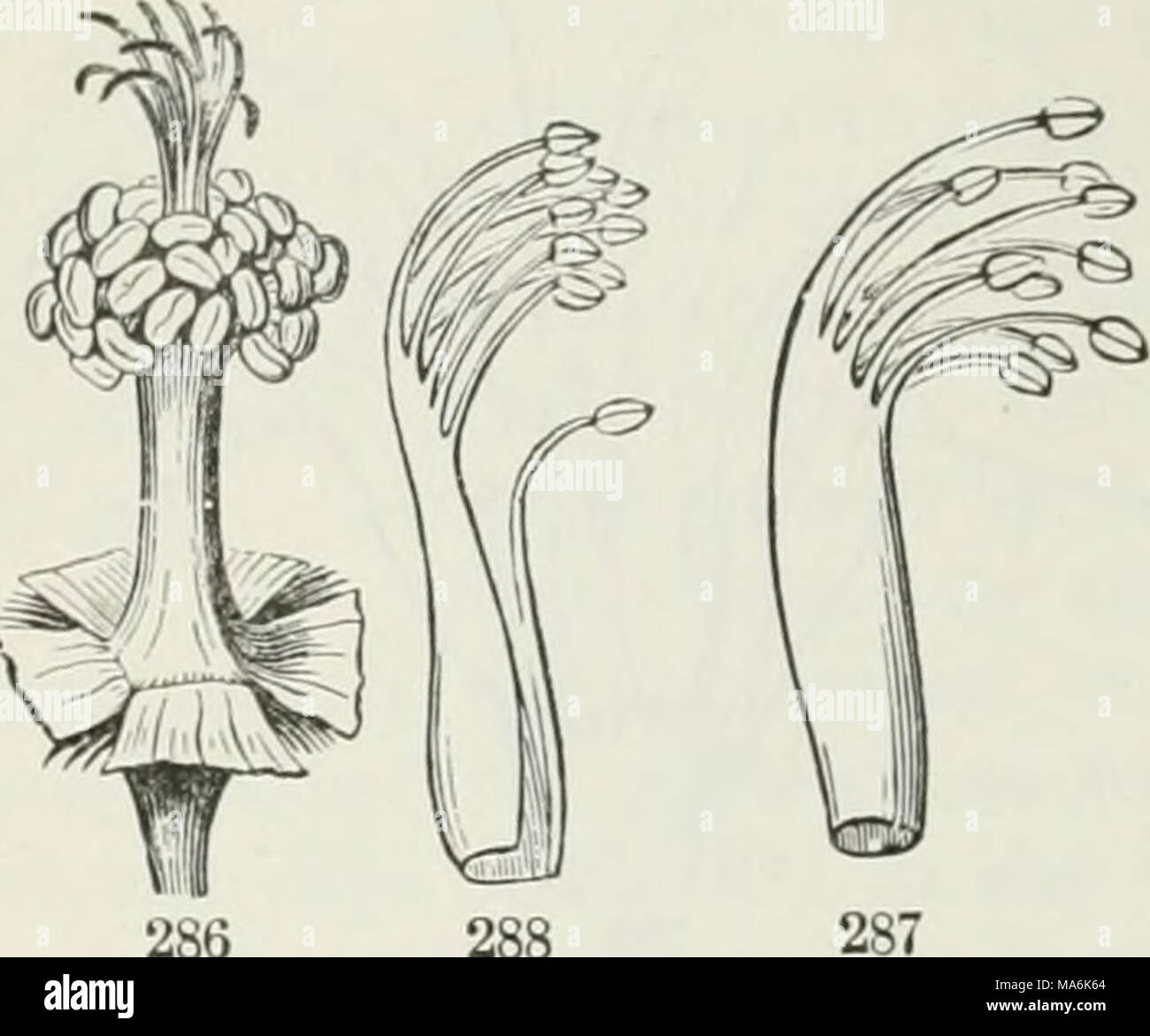 . The elements of botany for beginners and for schools Stock Photo - Alamy