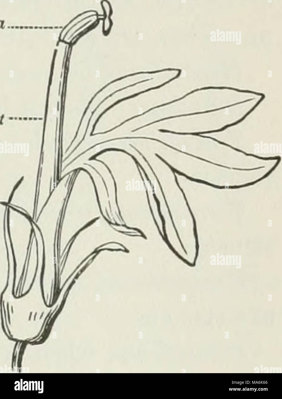 . The elements of botany for beginners and for schools Stock Photo - Alamy