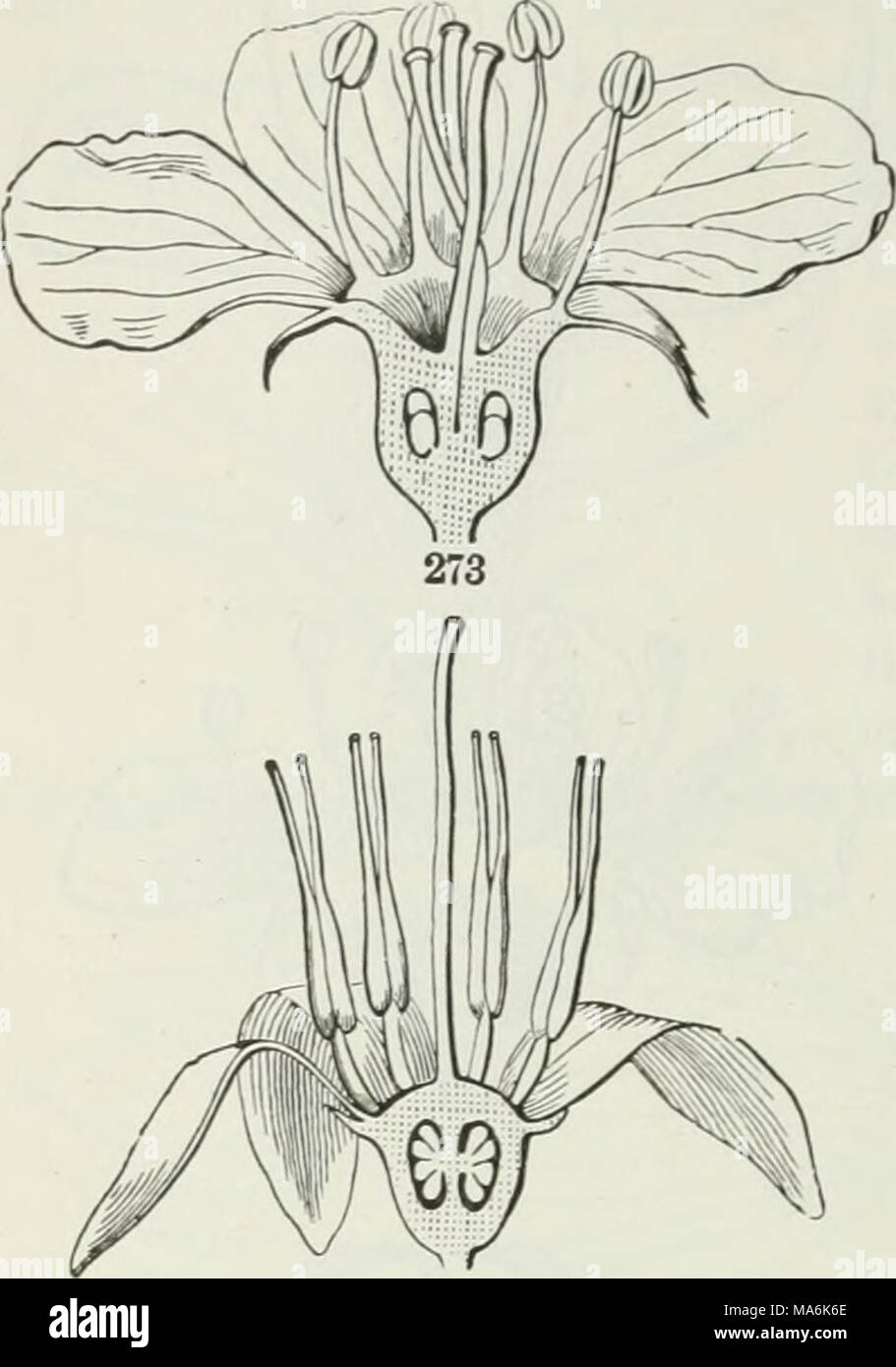 . The elements of botany for beginners and for schools Stock Photo - Alamy