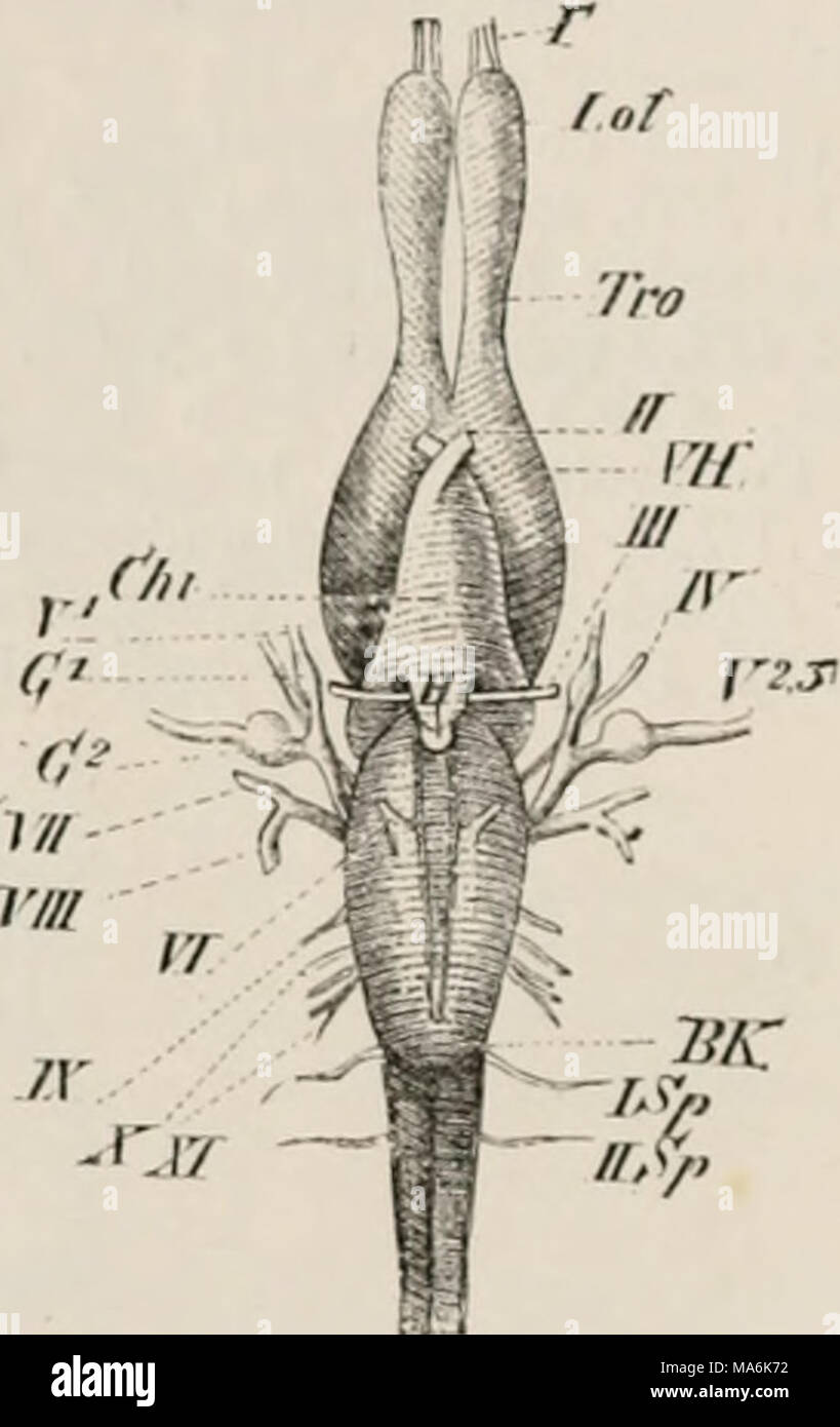 . Elements of the comparative anatomy of vertebrates Stock Photo - Alamy