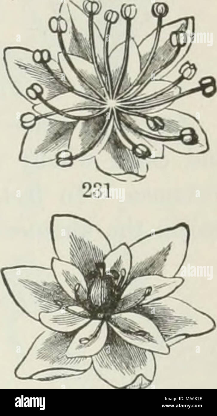 . The elements of botany for beginners and for schools Stock Photo - Alamy