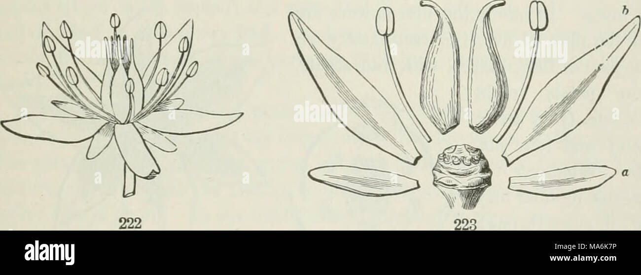. The elements of botany for beginners and for schools Stock Photo - Alamy