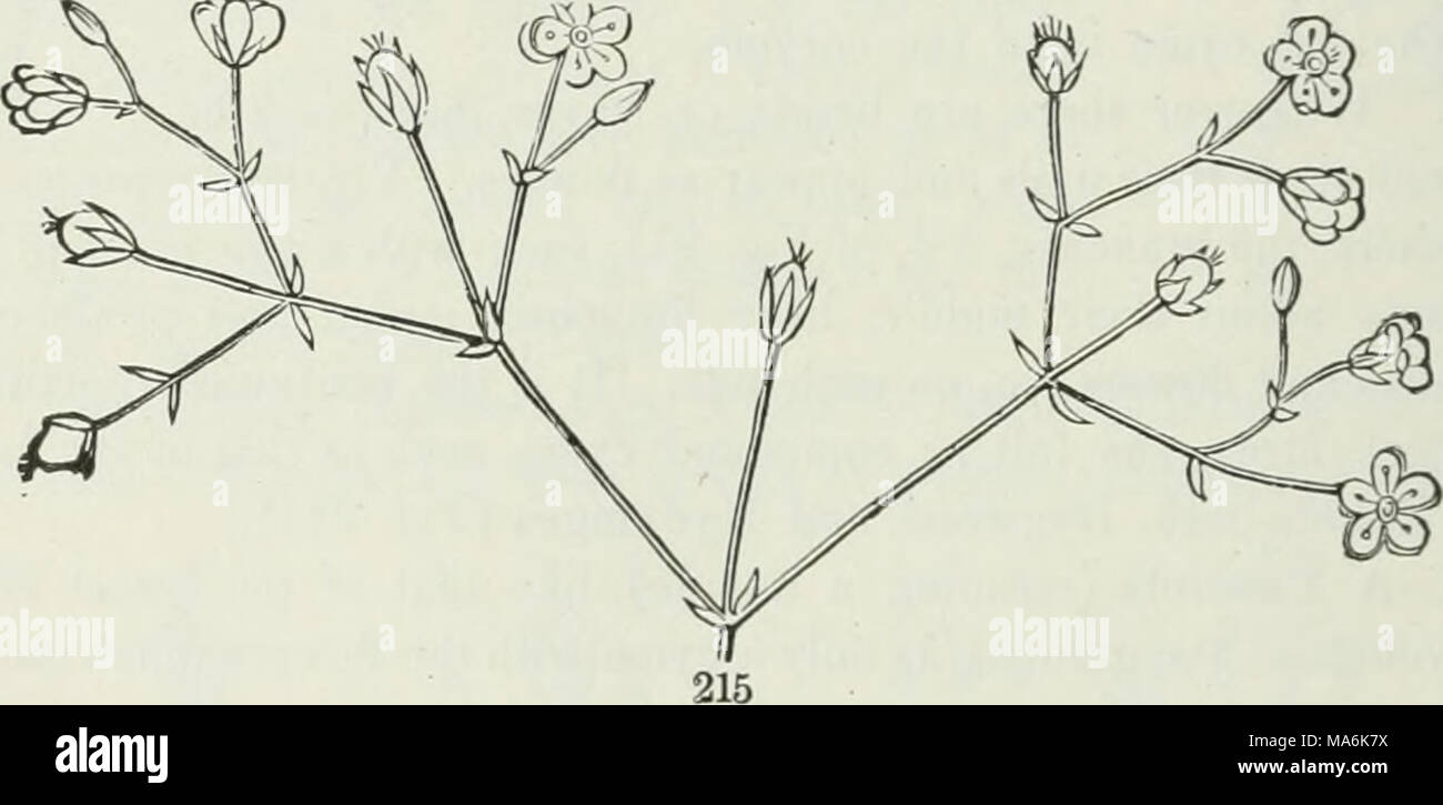 . The elements of botany for beginners and for schools Stock Photo - Alamy