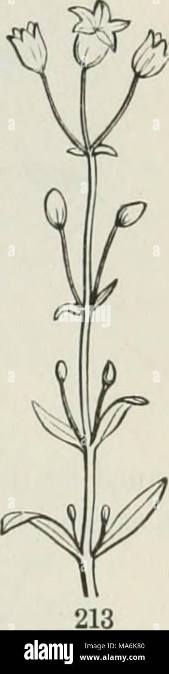 . The elements of botany for beginners and for schools Stock Photo - Alamy