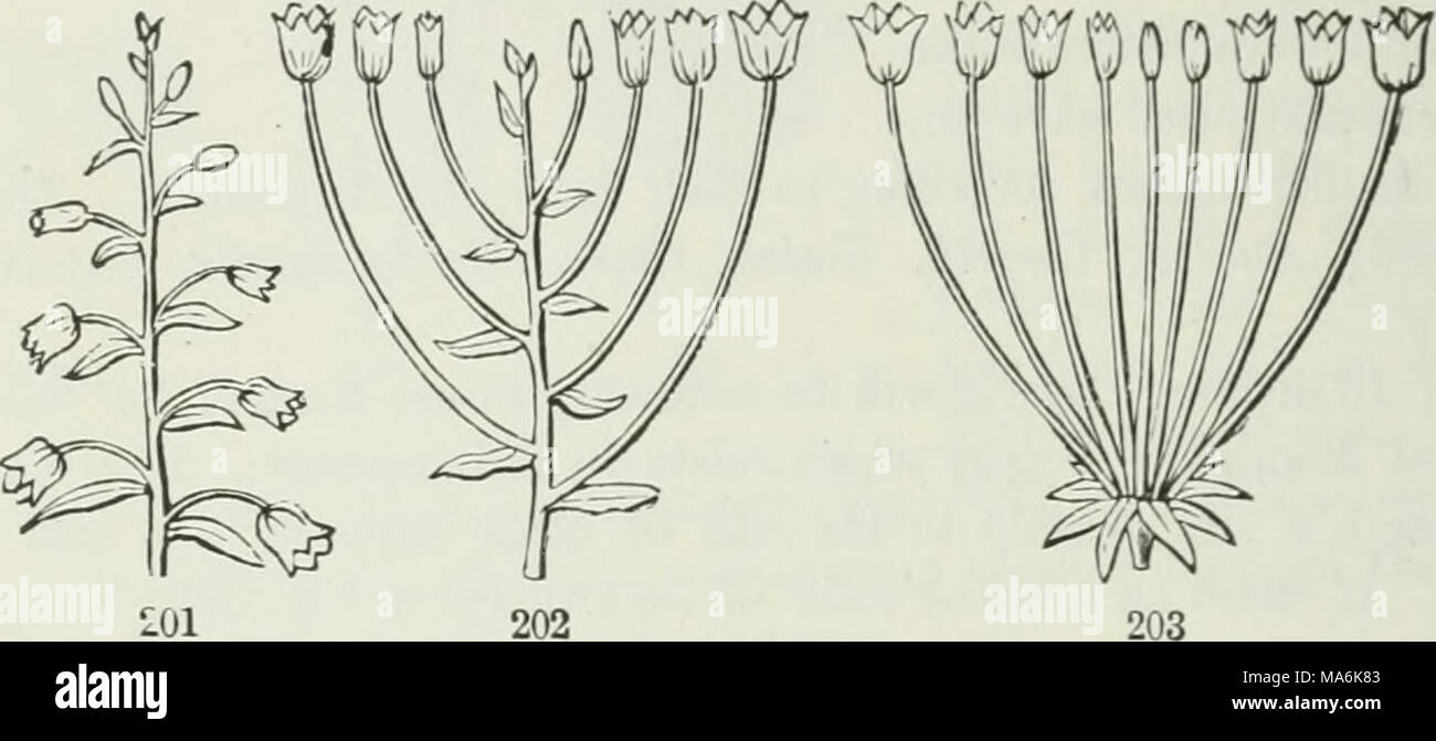 . The elements of botany for beginners and for schools Stock Photo - Alamy