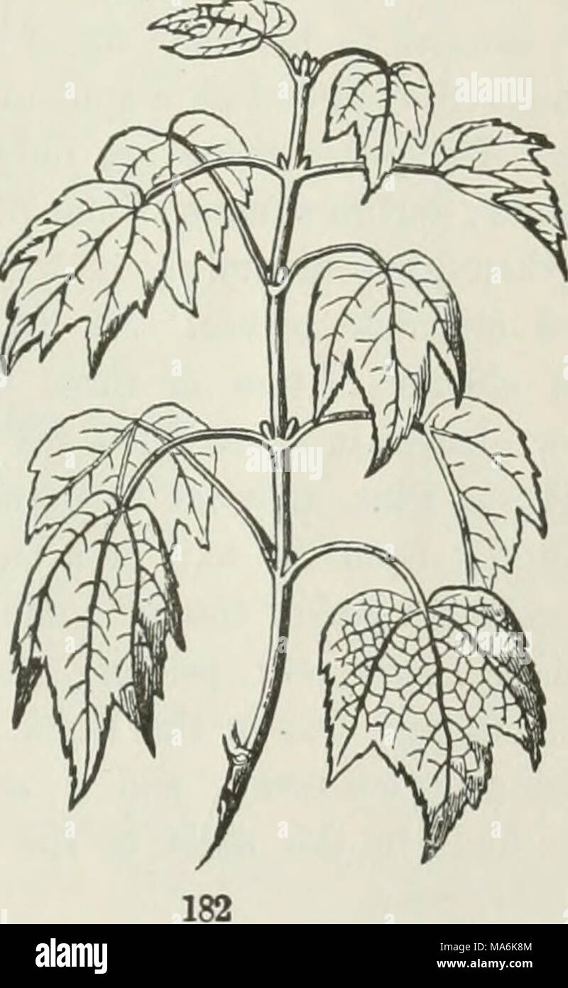 . The elements of botany for beginners and for schools Stock Photo - Alamy