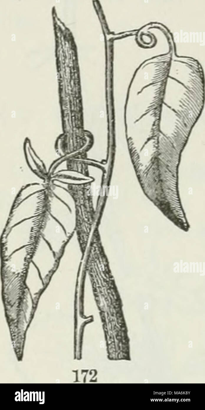 . The elements of botany for beginners and for schools Stock Photo - Alamy