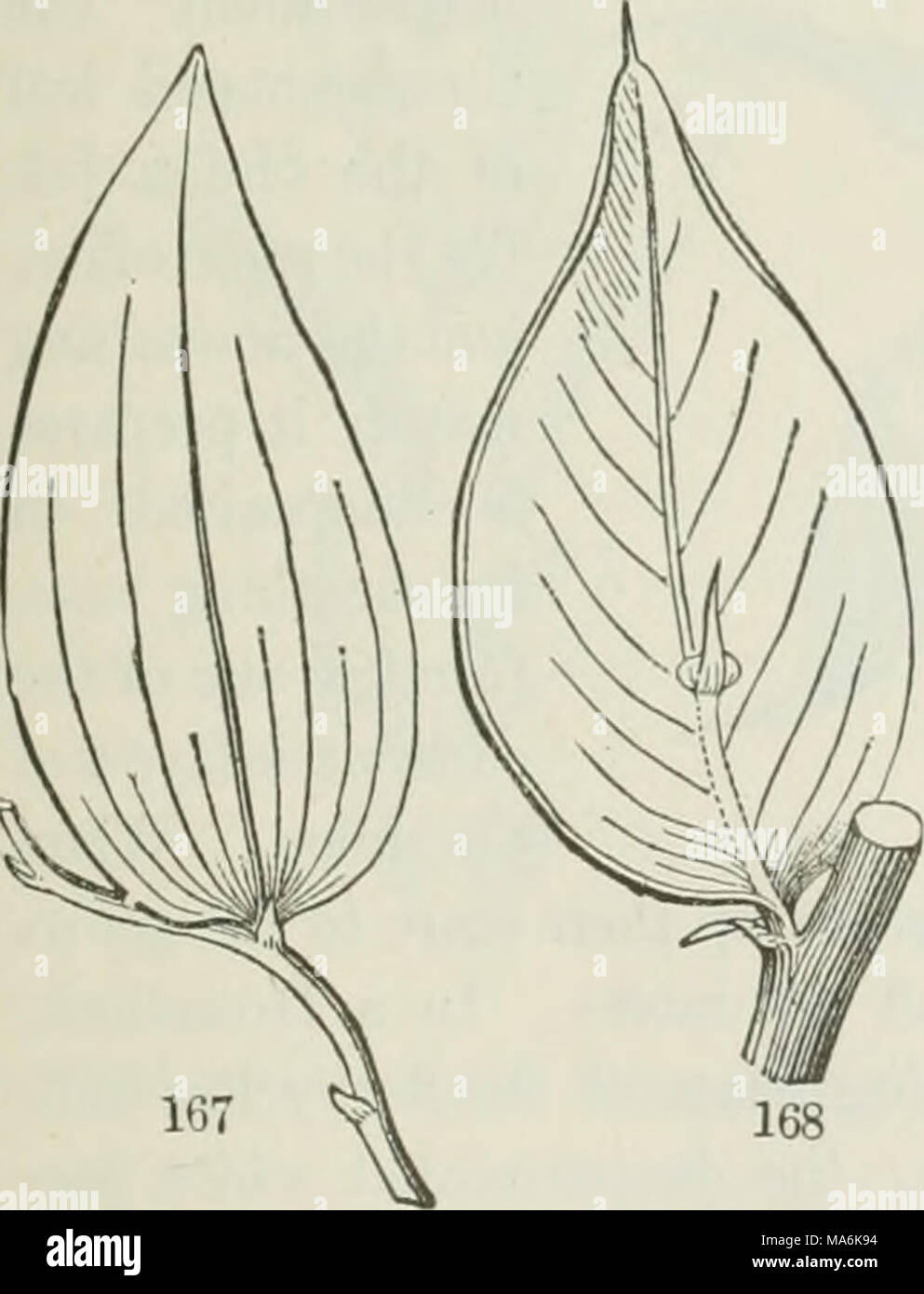 . The elements of botany for beginners and for schools Stock Photo - Alamy