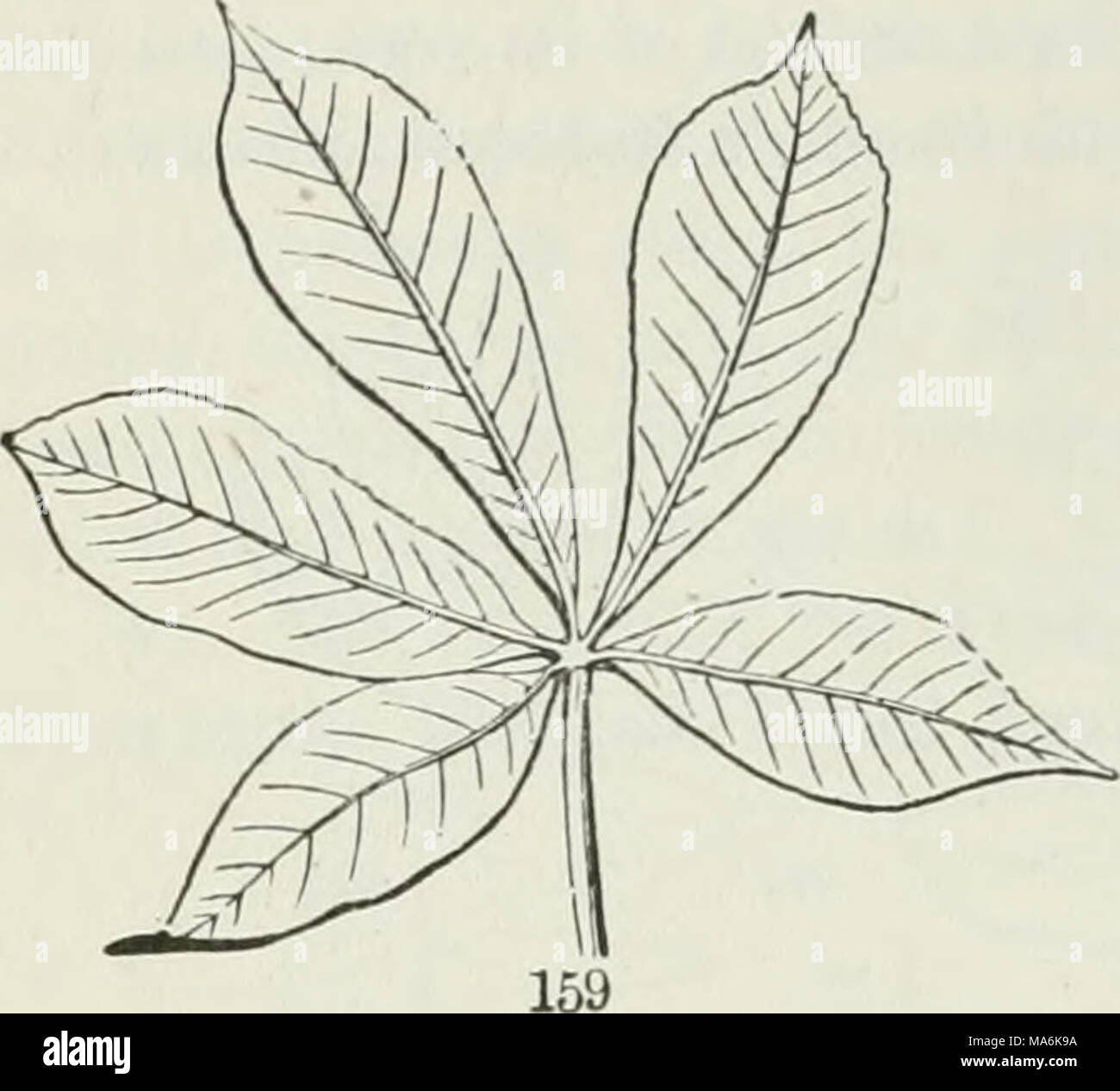 . The elements of botany for beginners and for schools Stock Photo - Alamy