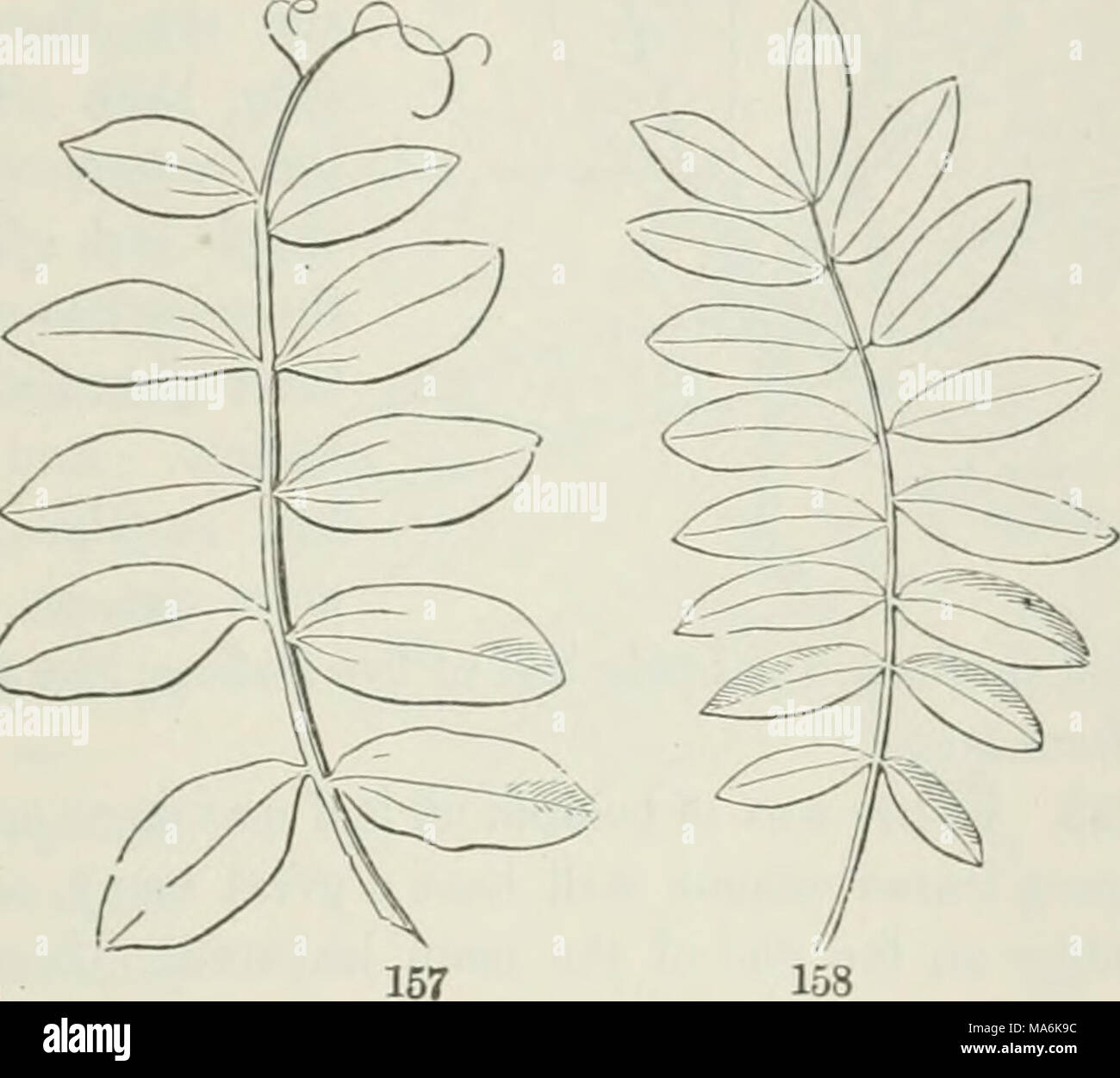 . The elements of botany for beginners and for schools Stock Photo - Alamy