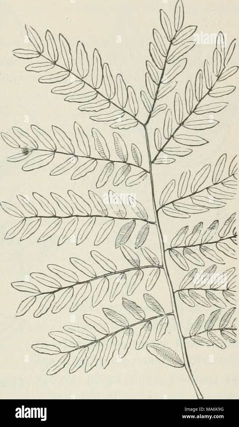 . The elements of botany for beginners and for schools Stock Photo - Alamy