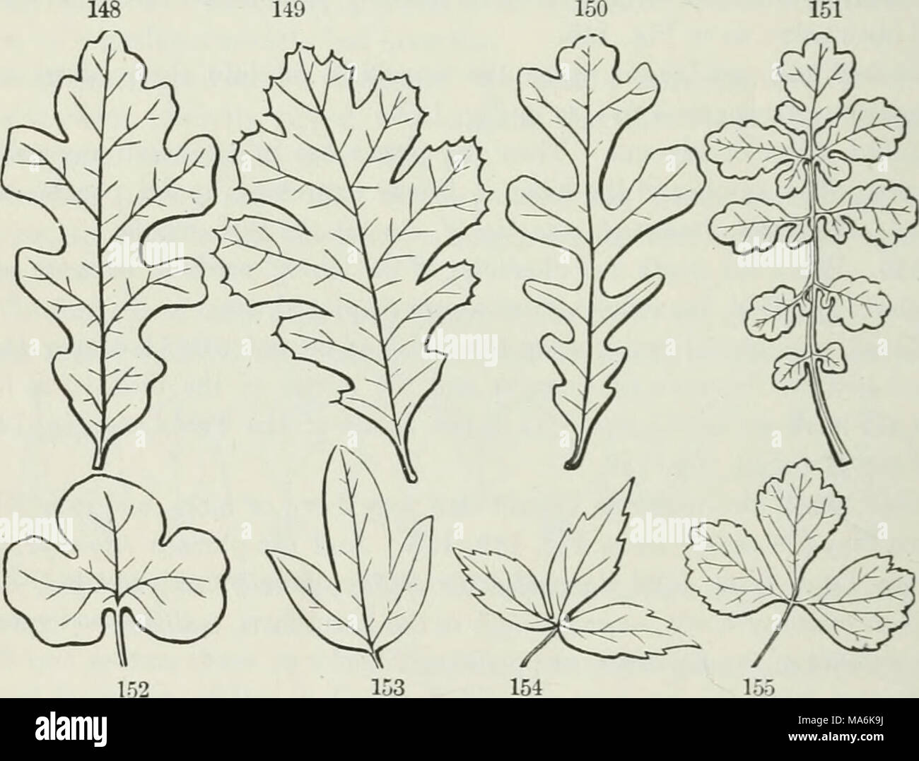 . The elements of botany for beginners and for schools Stock Photo - Alamy