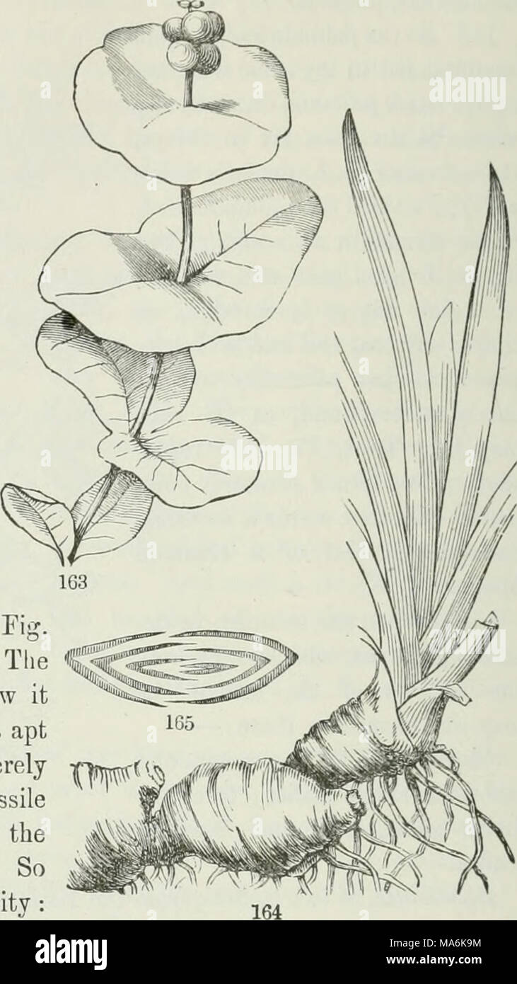 . The elements of botany for beginners and for schools Stock Photo - Alamy