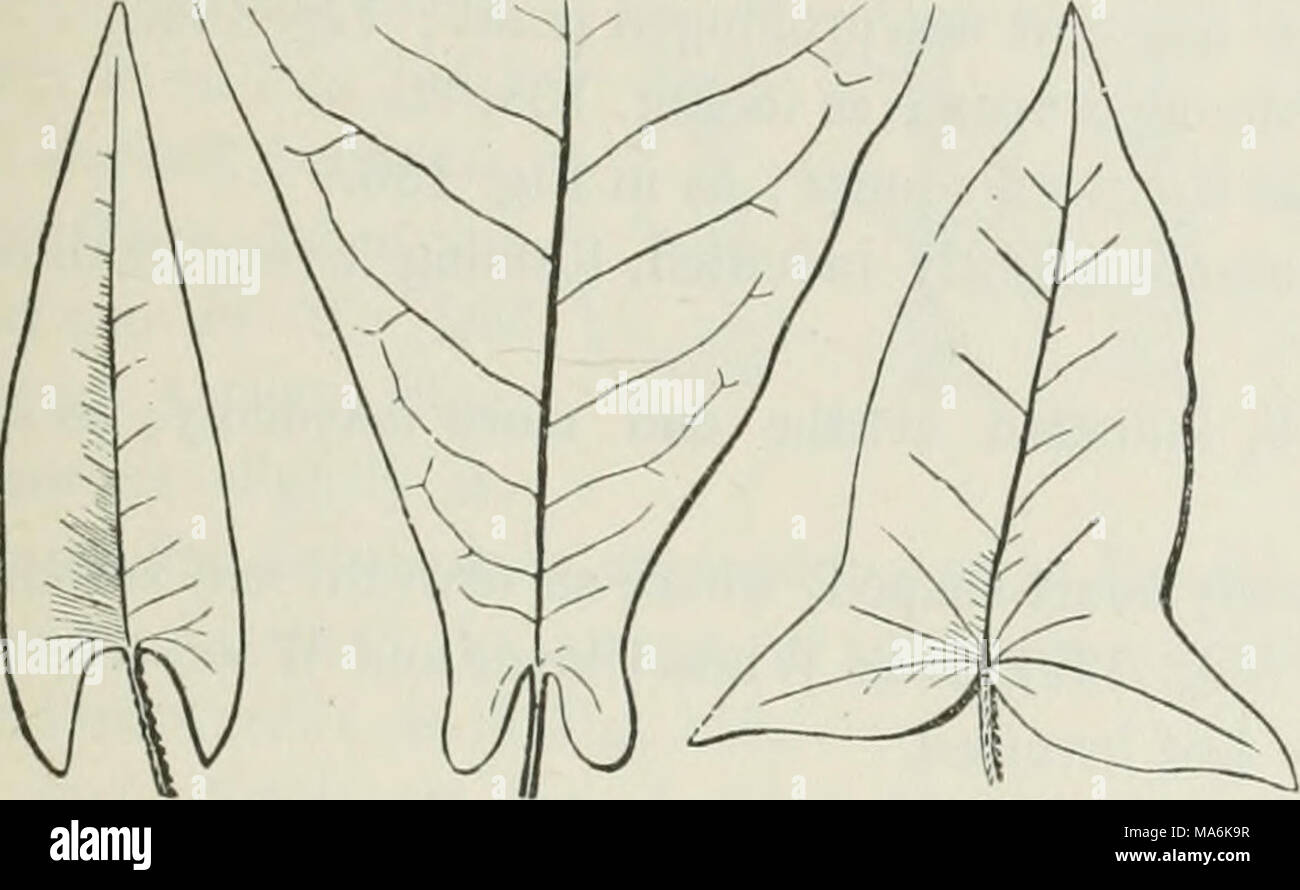 . The elements of botany for beginners and for schools Stock Photo - Alamy