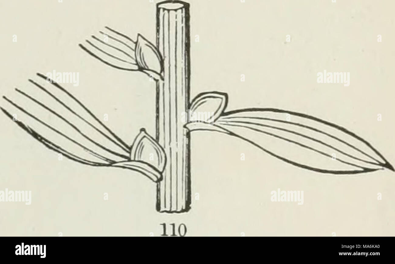 . The elements of botany for beginners and for schools Stock Photo - Alamy