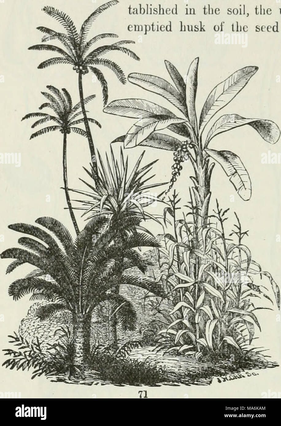 . The elements of botany for beginners and for schools Stock Photo - Alamy