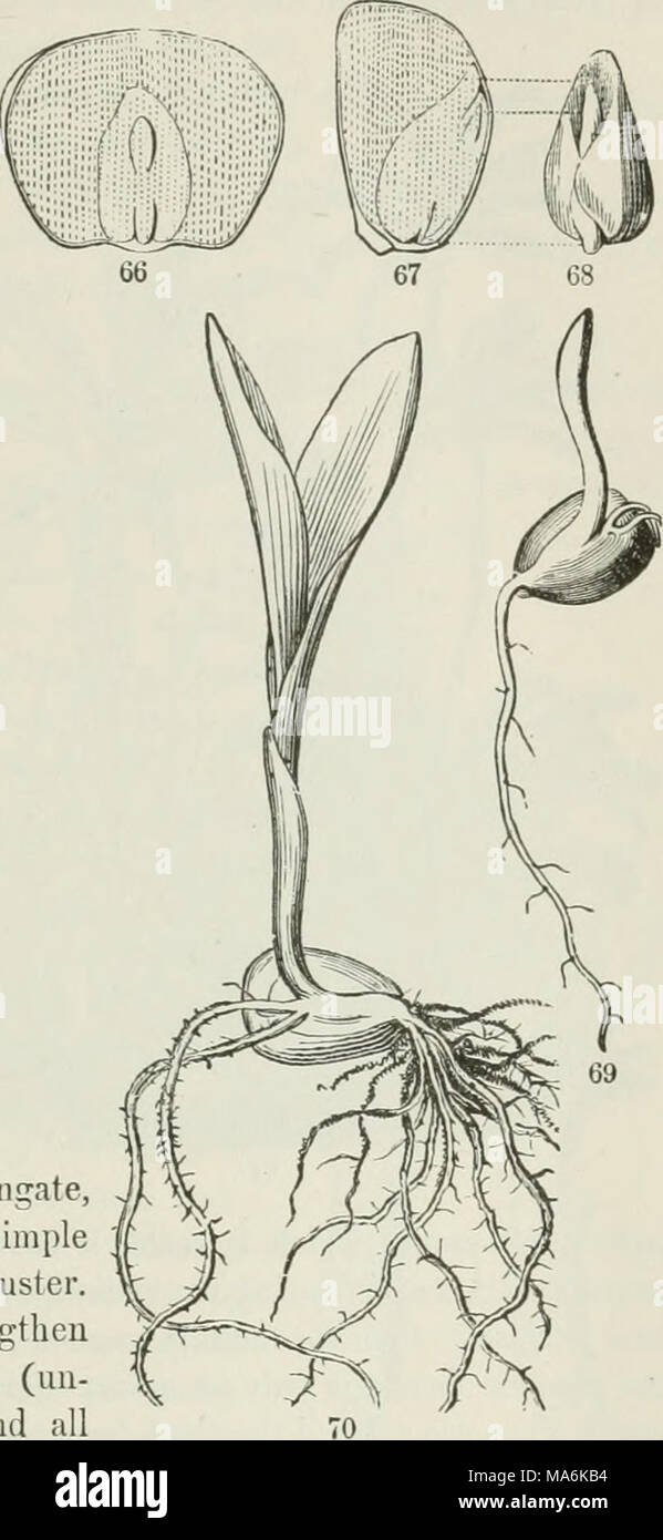 . The elements of botany for beginners and for schools Stock Photo - Alamy