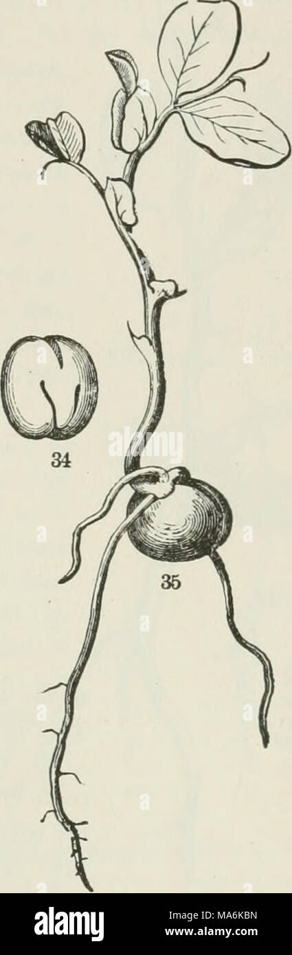 . The elements of botany for beginners and for schools Stock Photo - Alamy