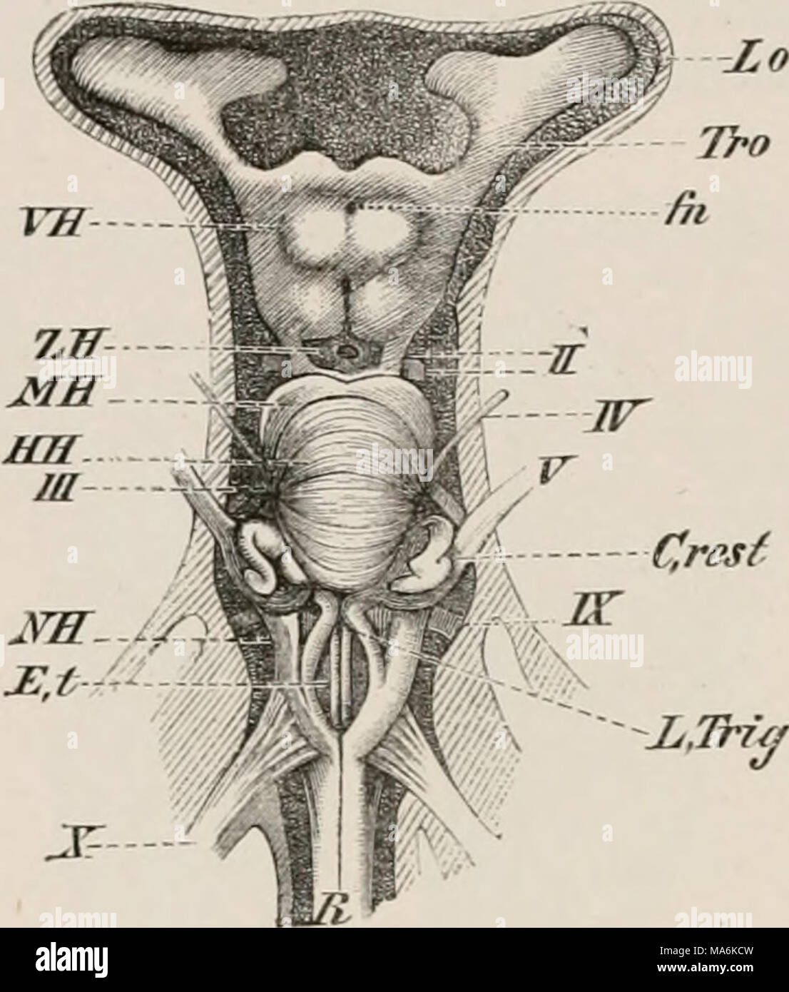 . Elements of the comparative anatomy of vertebrates Stock Photo - Alamy