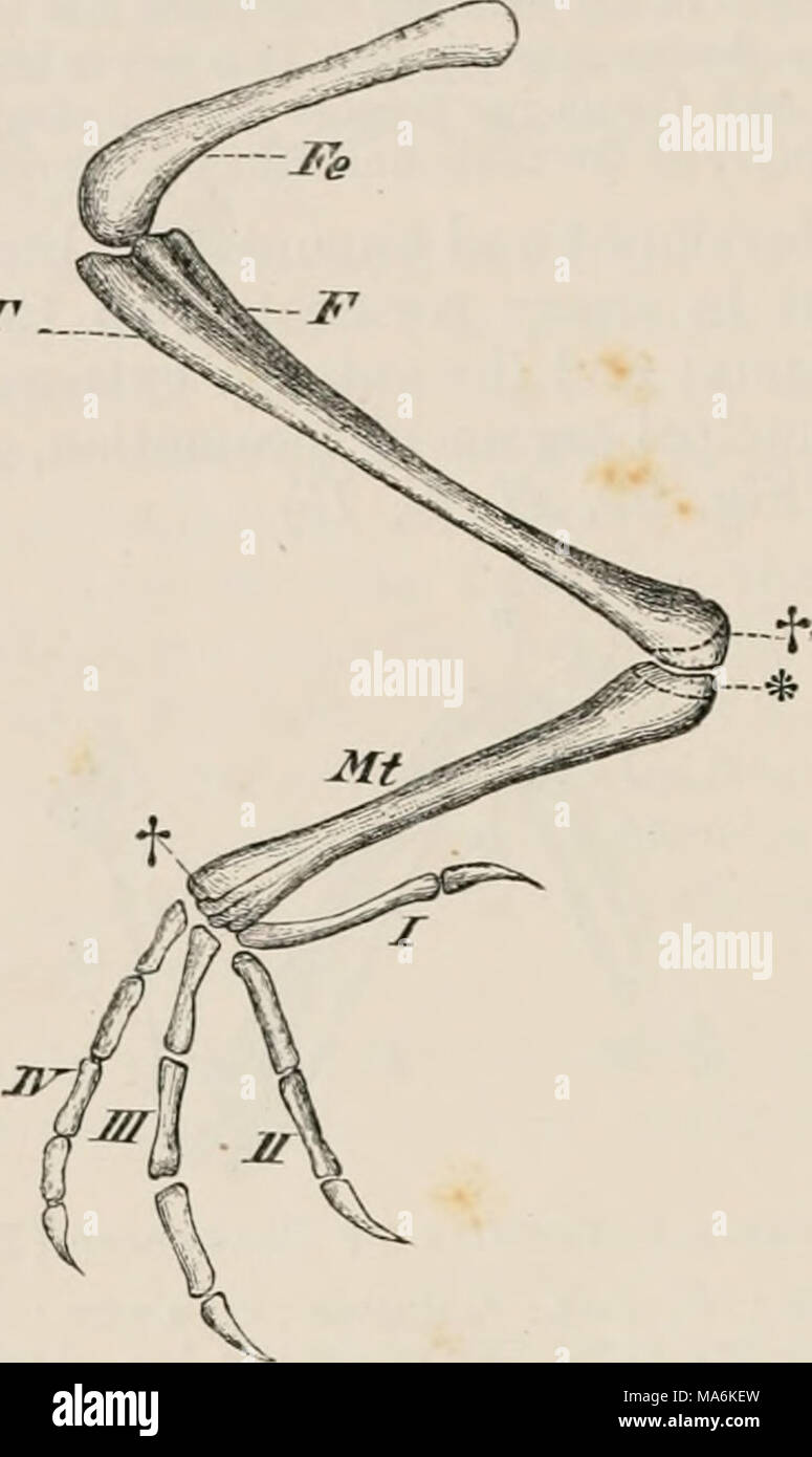 . Elements of the comparative anatomy of vertebrates Stock Photo - Alamy