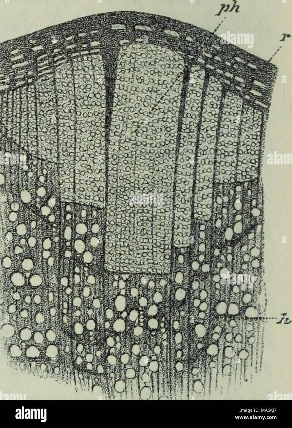 . Elemente der wissenschaftlichen Botanik Stock Photo - Alamy