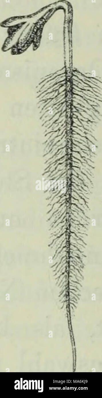 . Elemente der wissenschaftlichen Botanik Stock Photo - Alamy