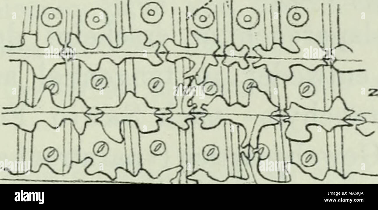 . Elemente der wissenschaftlichen Botanik Stock Photo - Alamy