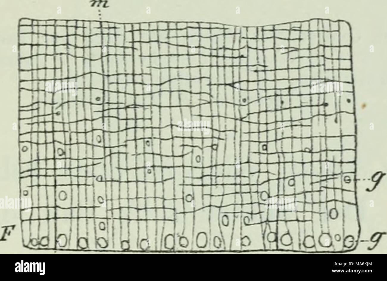 . Elemente der wissenschaftlichen Botanik Stock Photo - Alamy