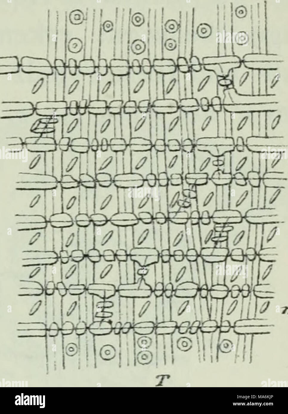 . Elemente der wissenschaftlichen Botanik Stock Photo - Alamy