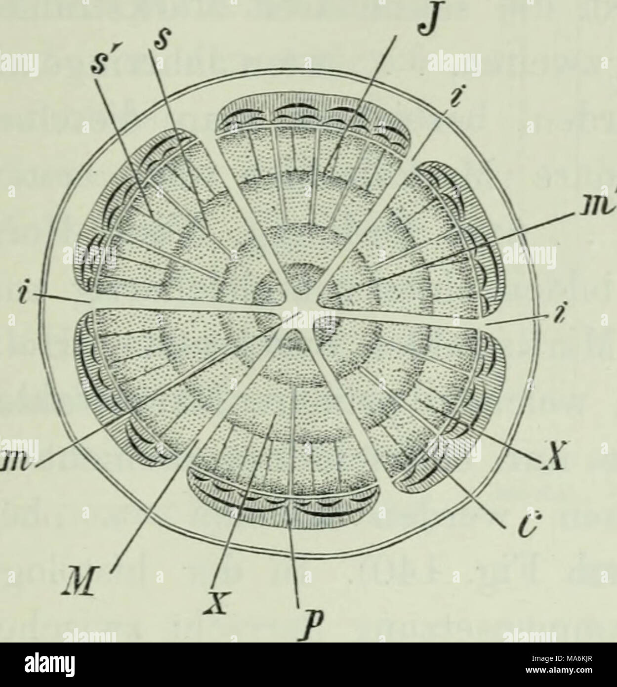 . Elemente der wissenschaftlichen Botanik Stock Photo - Alamy
