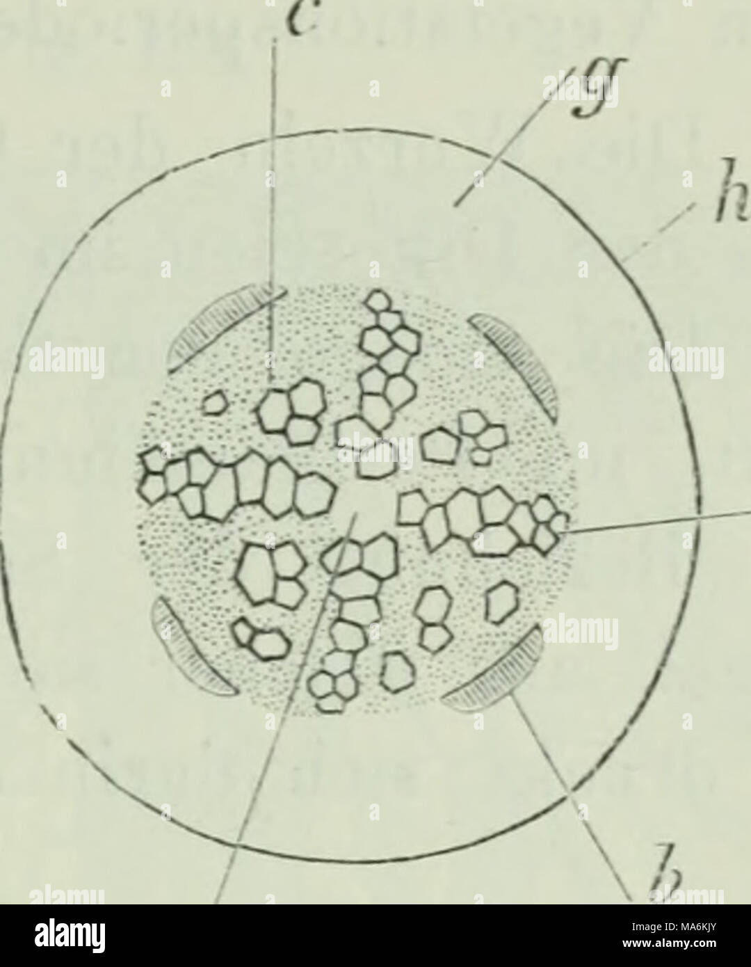 . Elemente der wissenschaftlichen Botanik Stock Photo - Alamy