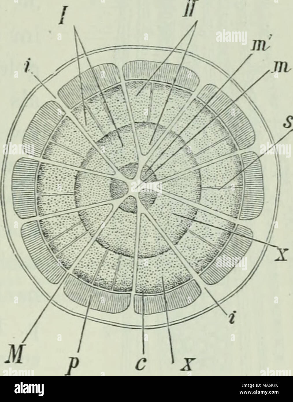 . Elemente der wissenschaftlichen Botanik Stock Photo - Alamy